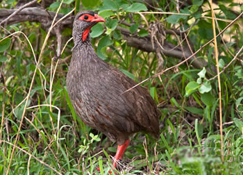 鹑族 Perdicini 蓝色动物学（中国动物学科普）